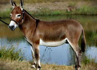 Top Quality Jacks for Donkey Breeding at Crown Meadow in Scio, Oregon